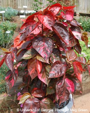 Acalypha 'Bronze Pink'