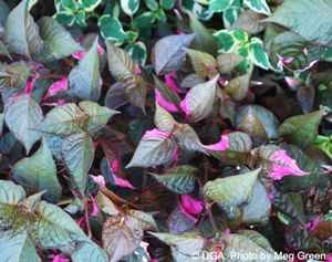Alternanthera 'Raspberry Rum'