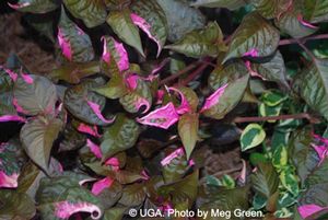 Alternanthera 'Raspberry Rum'