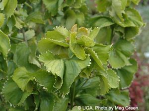 Acalypha 'Green Light'
