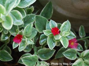 Dorotheanthus 'Mezoo Trailing Red'