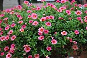 Calibrachoa hybrida 'Callie Mango'