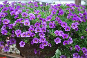 Calibrachoa hybrida 'Cabaret Lavender'