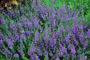 Angelonia angustifolia 'Alonia Purple'