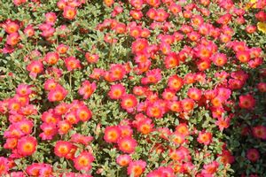 Portulaca oleracea 'Pazzaz Red Flare'