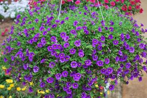 Calibrachoa hybrida 'Million Bells Trailing Blue 09'