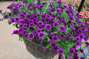 Calibrachoa hybrida 'Aloha Midnight Purple'