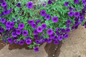 Petchoa 'SuperCal Blue'