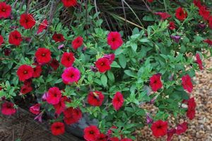 Petchoa 'SuperCal Cherry'