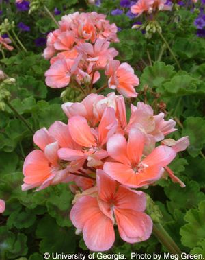 Pelargonium hortorum (Common geranium) (Pelargonium inquinans x ...