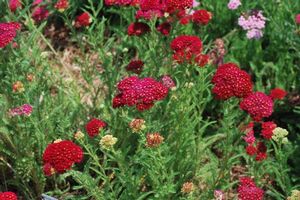 Achillea millefolium 'Pomegranate' Yarrow