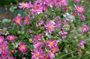 Anemone x hybrida 'Pamina' Double Japanese Windflower