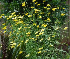 Coreopsis hybrid 'Big Bang Full Moon' Tickseed