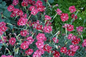 Dianthus hybrid 'Raspberry Surprise' Hybrid Pinks