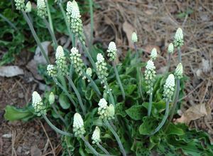 Drimiopsis maculata Little White Soldiers
