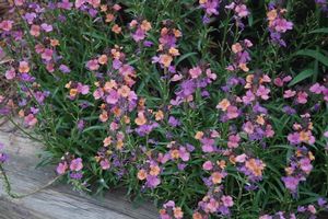 Erysimum linifolium 'Jenny Brook' Perennial Wallflower