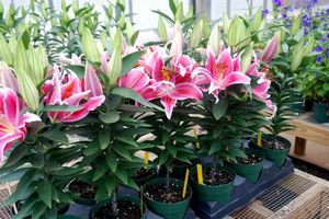 Lilium 'After Eight'