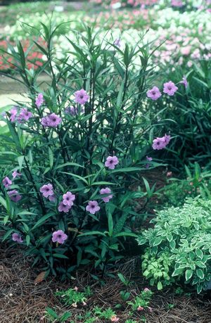Ruellia brittoniana Texas Petunia