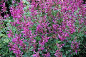 Agastache aurantiaca 'Raspberry Summer' Hummingbird Mint