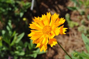 Coreopsis hybrid 'Jethro Tull' Hybrid Tickseed