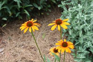 Echinacea purpurea 'Tiki Torch' Coneflower