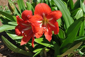 Hippeastrum x johnsonii St. Joseph's Lily