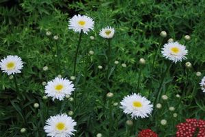 Leucanthemum 'Thiery Sante' Shasta Daisy