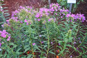 Phlox paniculata 'Volcano Purple' Summer Phlox