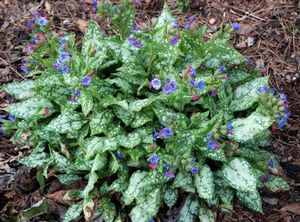 Pulmonaria saccharata 'Gaelic Magic' Lungwort