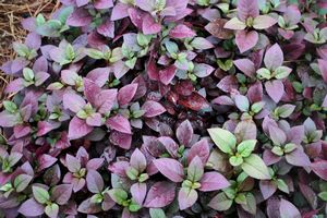 Alternanthera 'Little Ruby'