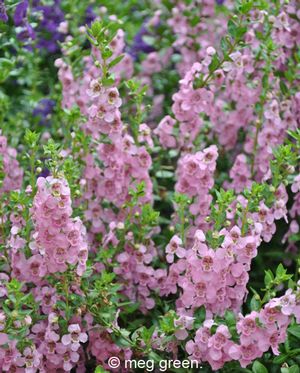 Angelonia angustifolia 'Alonia Pleasant Pink'