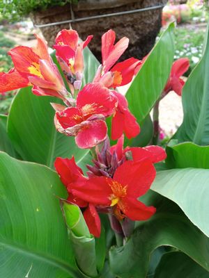 Canna 'Tropical Red 11F02C-1'