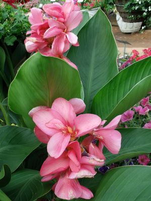 Canna 'Tropical Rose 11F02C-2'