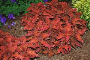 Coleus 'Stained Glassworks Copper'