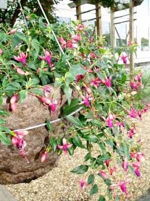 Fuchsia 'Angel Earrings Cascading'