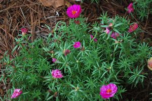 Portulaca 'Happy Hour Peppermint'