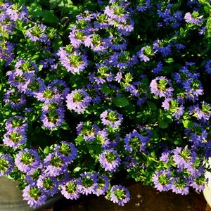 Scaevola 'Scala Blue'