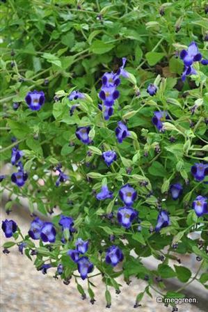 Torenia fournieri 'Purple Moon'