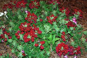 Verbena hybrida 'Aztec Burgundy'