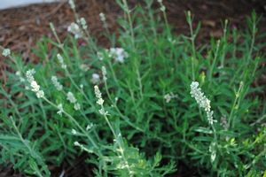 Lavandula 'Elegance Snow' Lavender