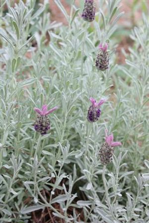 Lavender 'Silver Anouk'