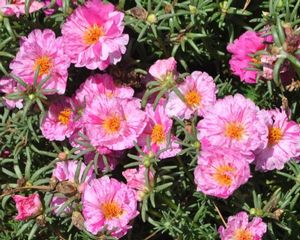 Portulaca grandiflora 'Happy Trails Peppermint'