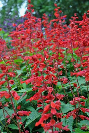 Salvia splendens 'Saucy Red'