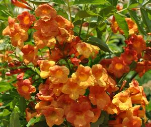 Tecomaria hybrid 'Bells of Fire'