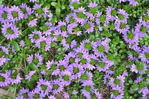 Scaevola 'Top Pot Blue' Fan Flower