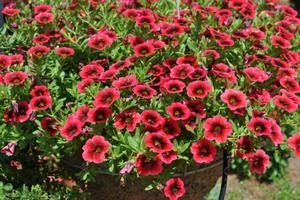 Calibrachoa hybrida 'Superbells Pomegranate Punch'