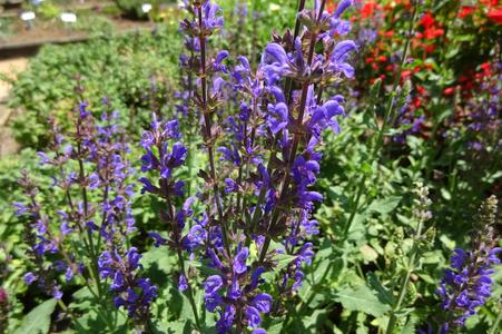 Salvia nemorisa 'Spring King'