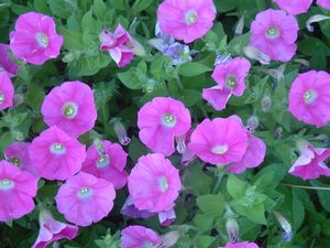 Petunia 'Shock Wave Rose'