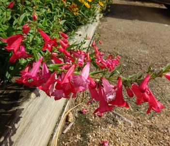 Penstemon mexicali 'Mini-Bells Red' from University of Georgia Trial ...