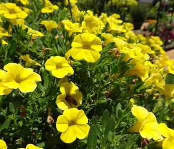 Calibrachoa 'Cabaret Golden Yellow' from University of Georgia Trial ...